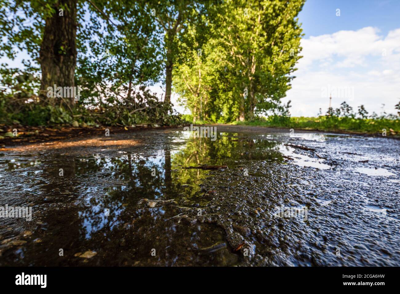 Way through a row of trees on a sunny day after rain Stock Photo - Alamy