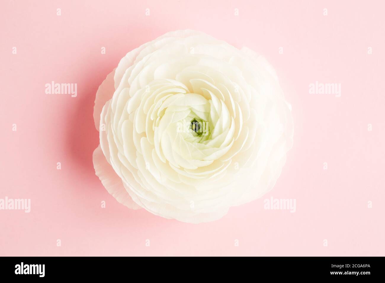 Bud buttercup flowers ranunculus isolated on pink background Stock ...