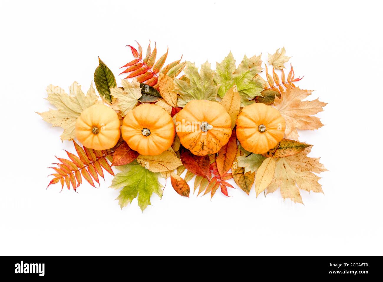 Pattern made of dry autumn leaves, Pumpkins and cotton. Fall flat lay ...