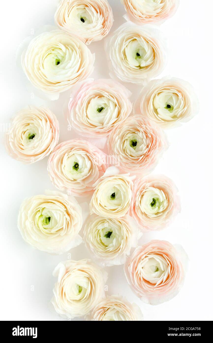 Floral background texture made of pink ranunculus flower buds on white ...