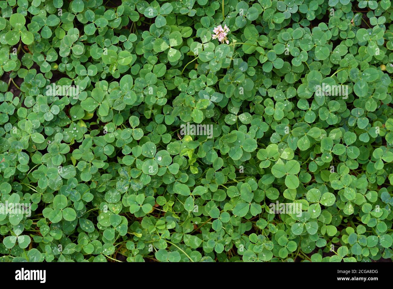 Green natural grass clover hi-res stock photography and images - Alamy