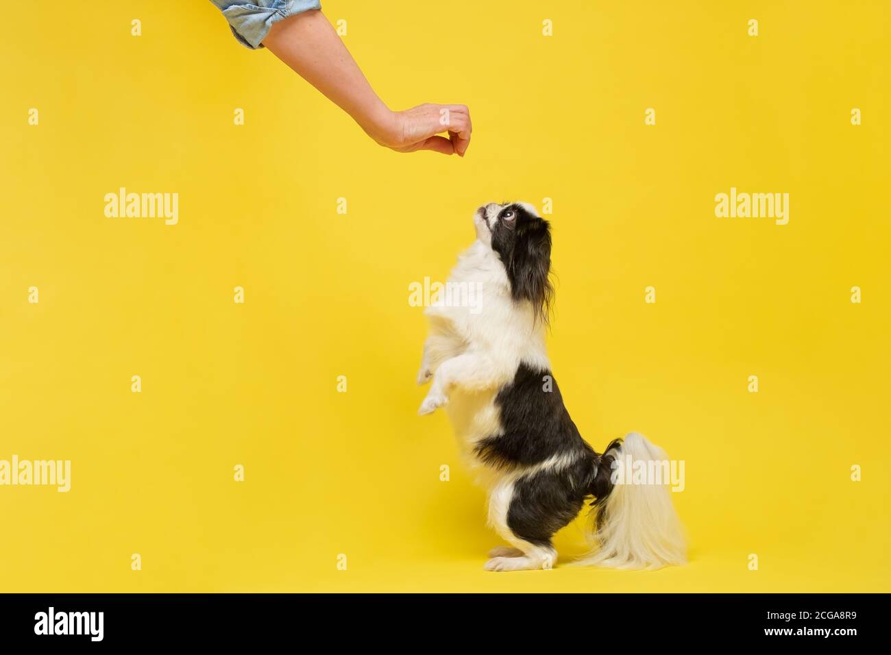 Japanese chin being rewarded for good behavior Stock Photo - Alamy