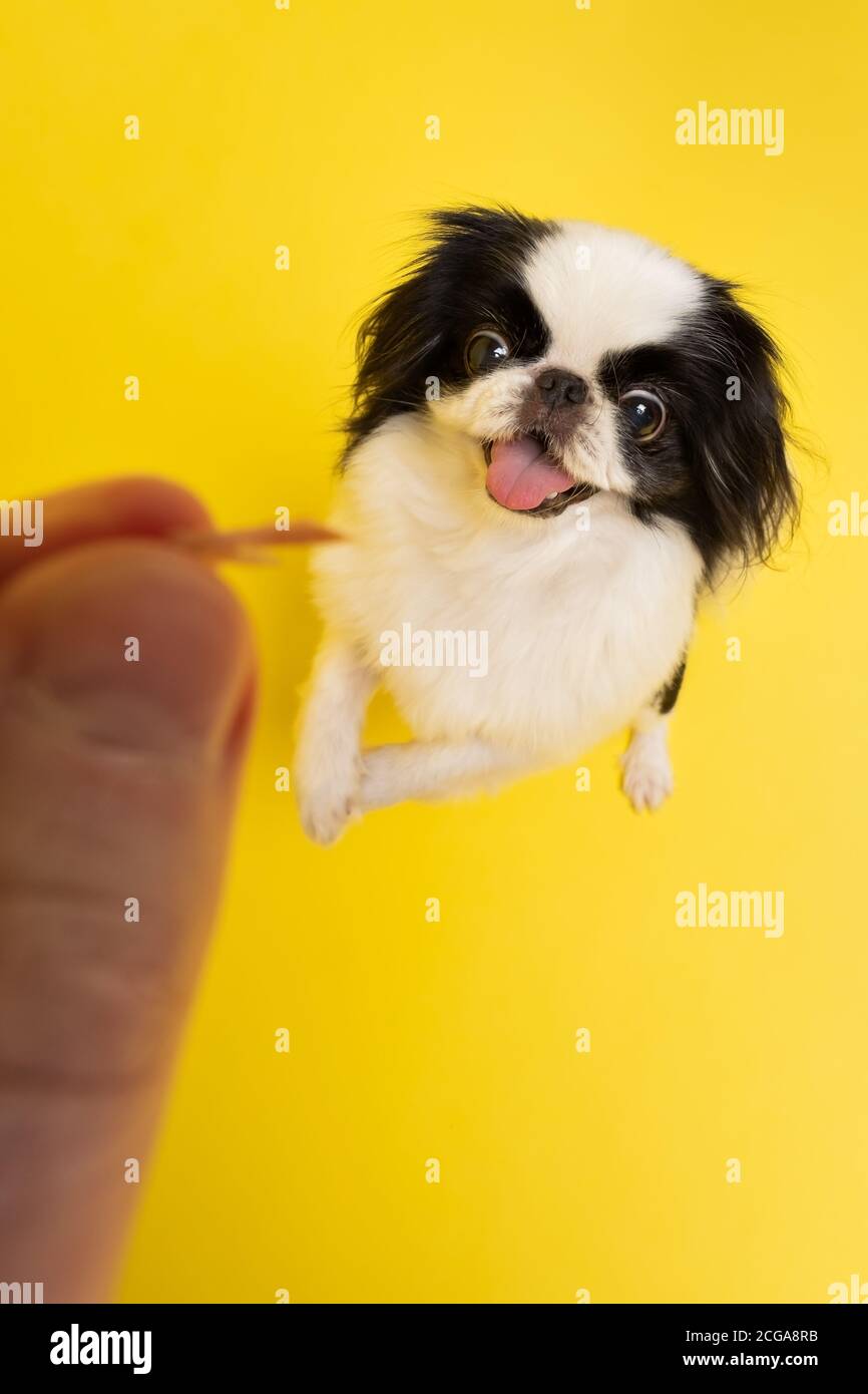 Japanese chin being rewarded for good behavior Stock Photo - Alamy