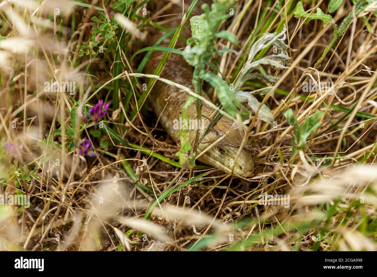 The lizard Ophisaurus apodus, a legless lizard. The yellow slider has ...