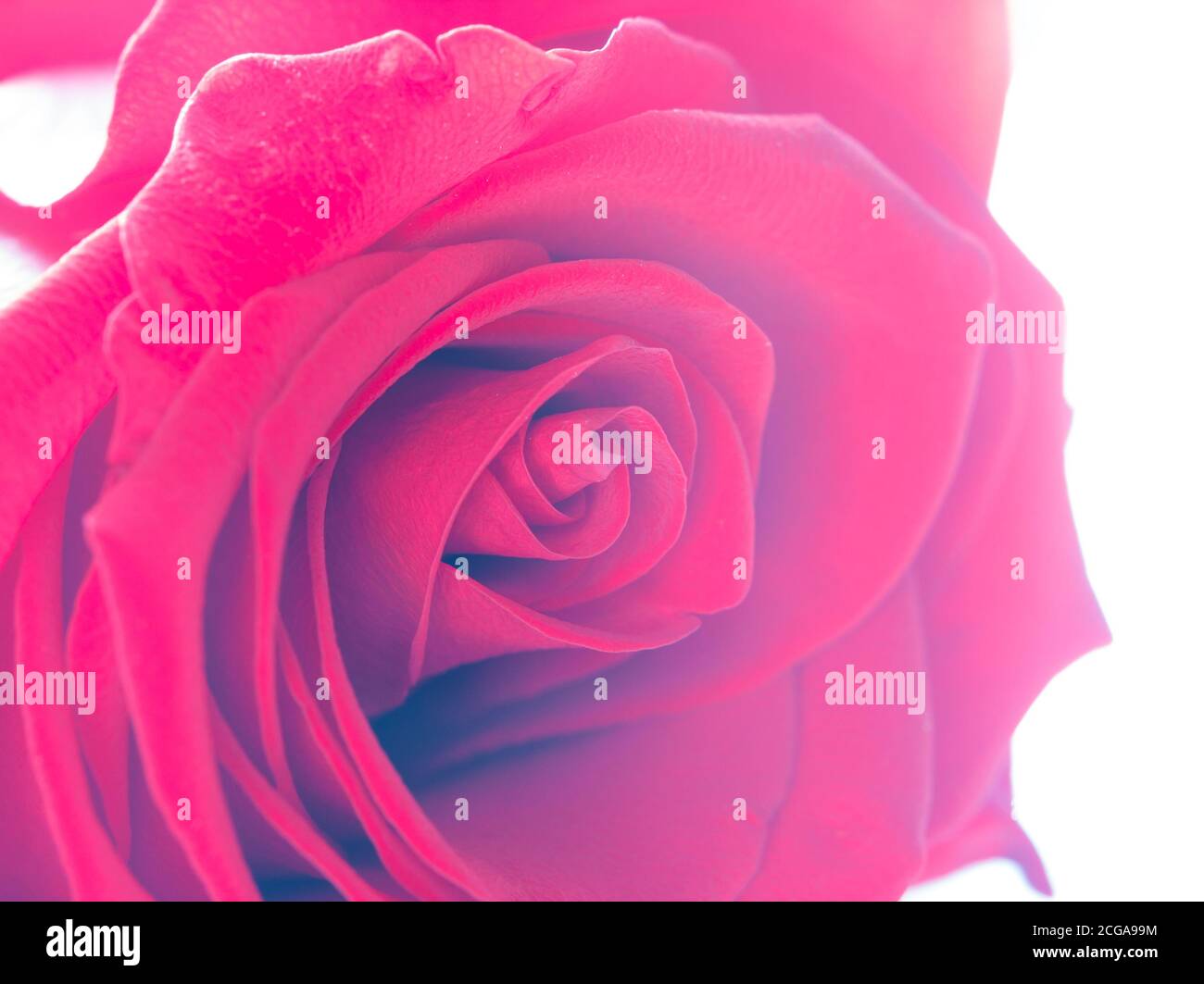 Red rose macro Stock Photo - Alamy