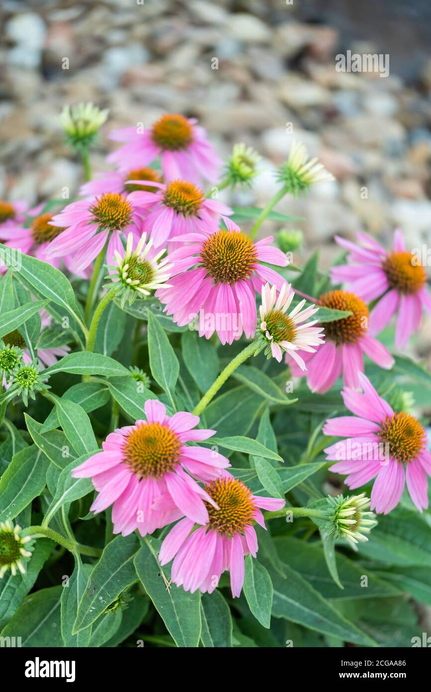 Purple Coneflowers Echinacea, growing in a garden. USA Stock Photo - Alamy