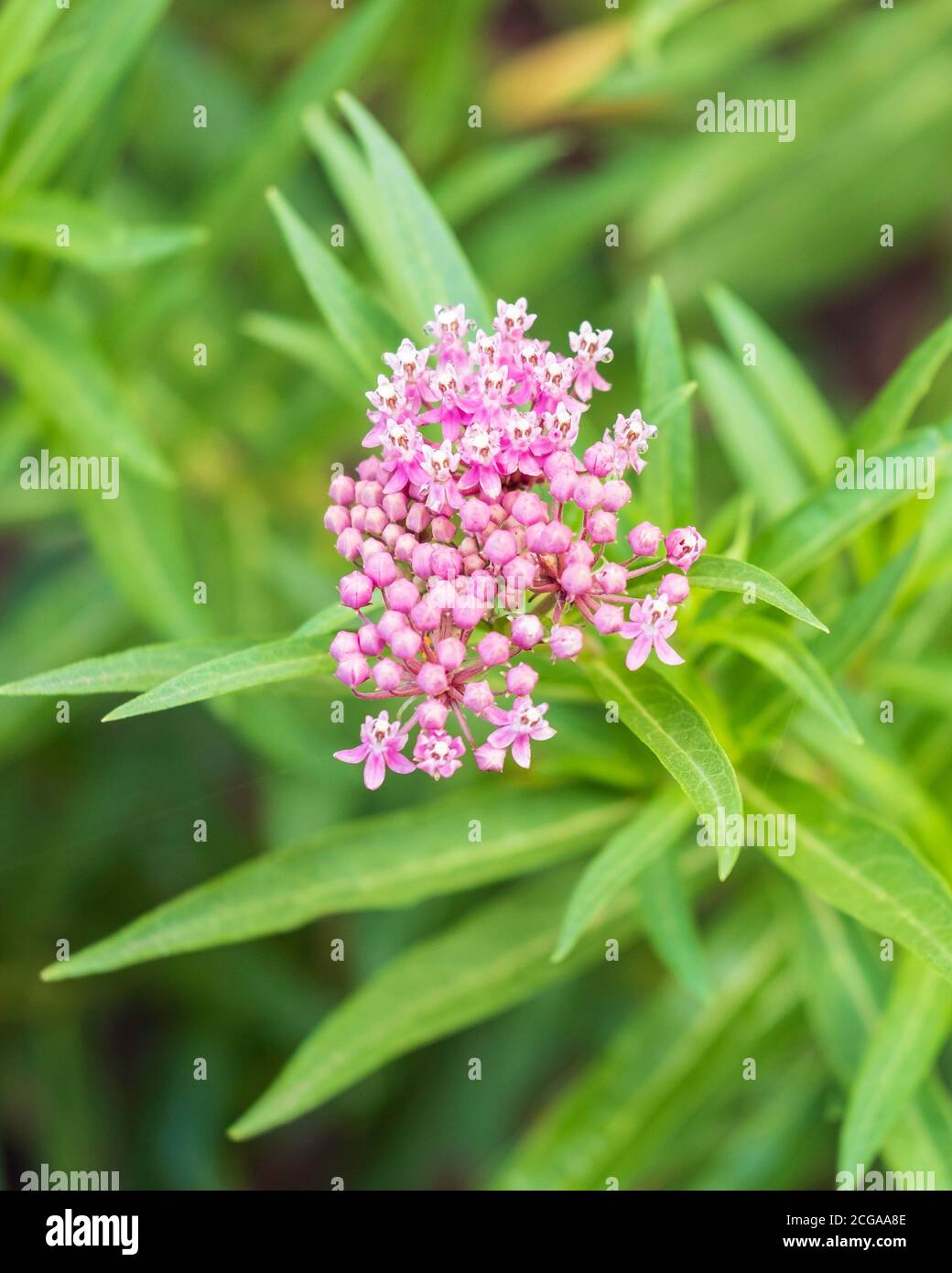 Swamp milkweed hi-res stock photography and images - Alamy