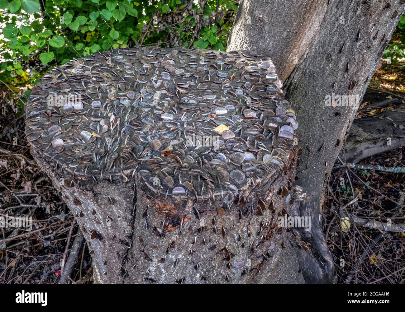 Tree trunk with coins hi-res stock photography and images - Alamy