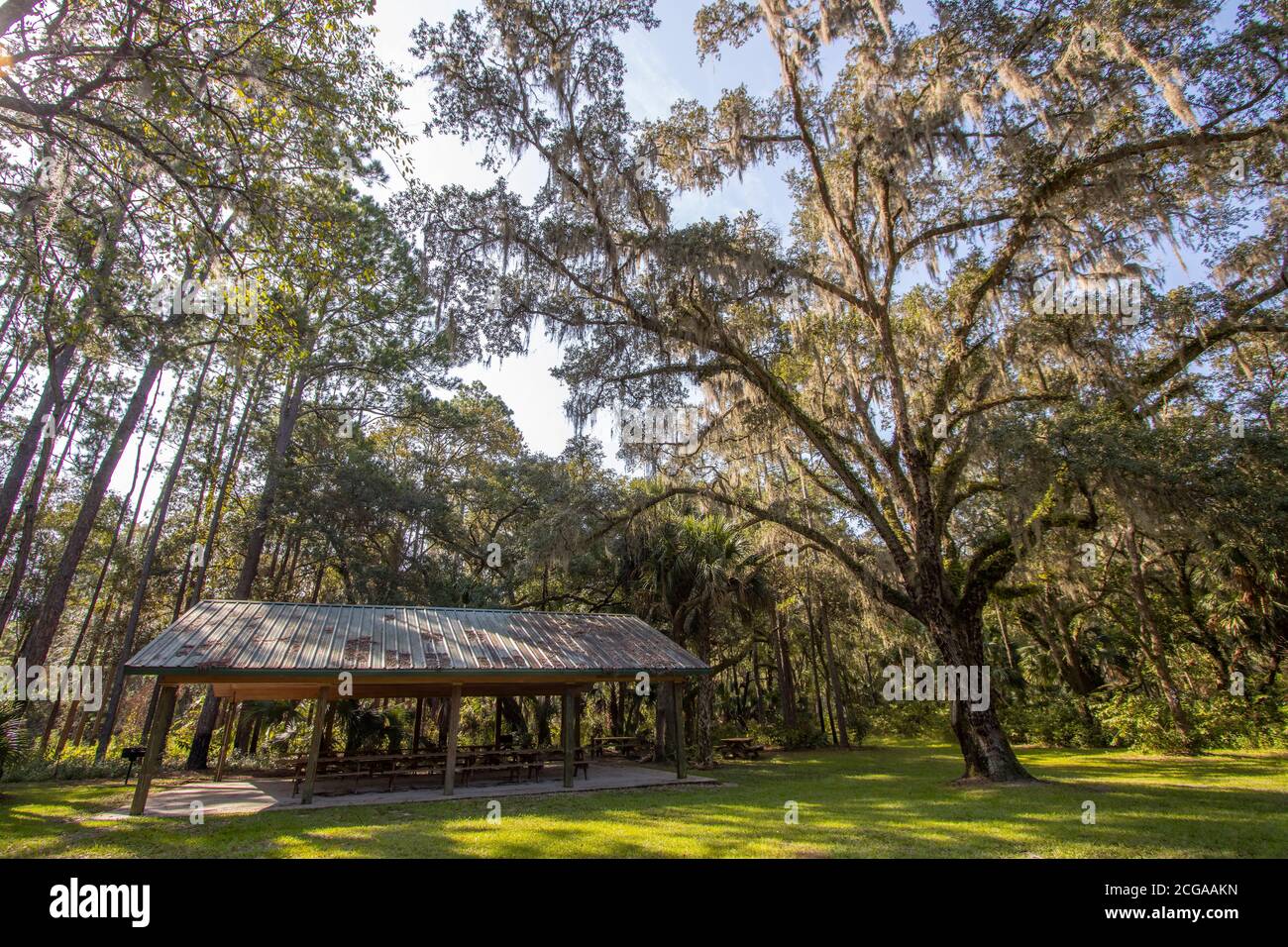 Goethe State Forest in Levy County, Florida Stock Photo - Alamy