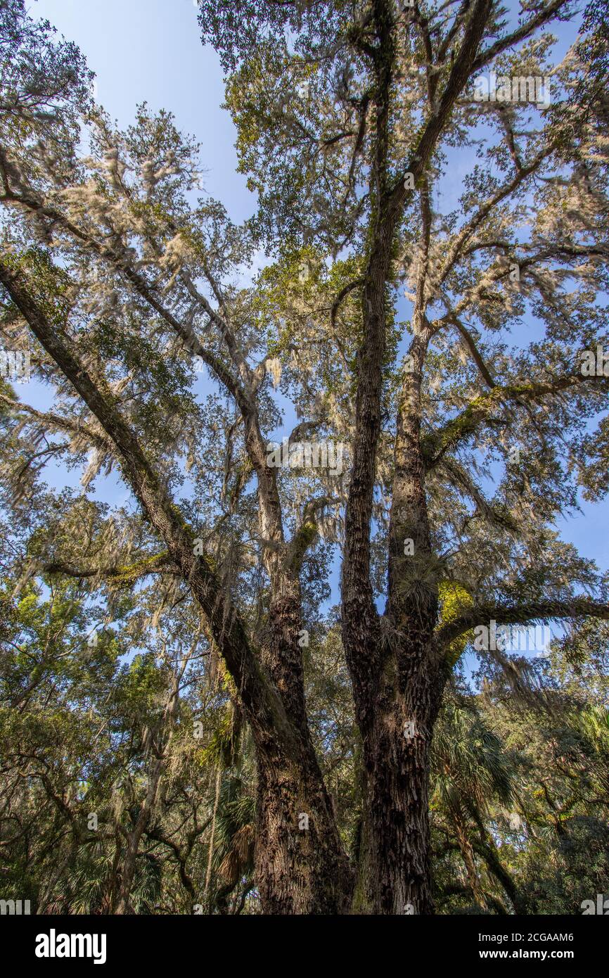 Goethe State Forest in Levy County, Florida Stock Photo - Alamy