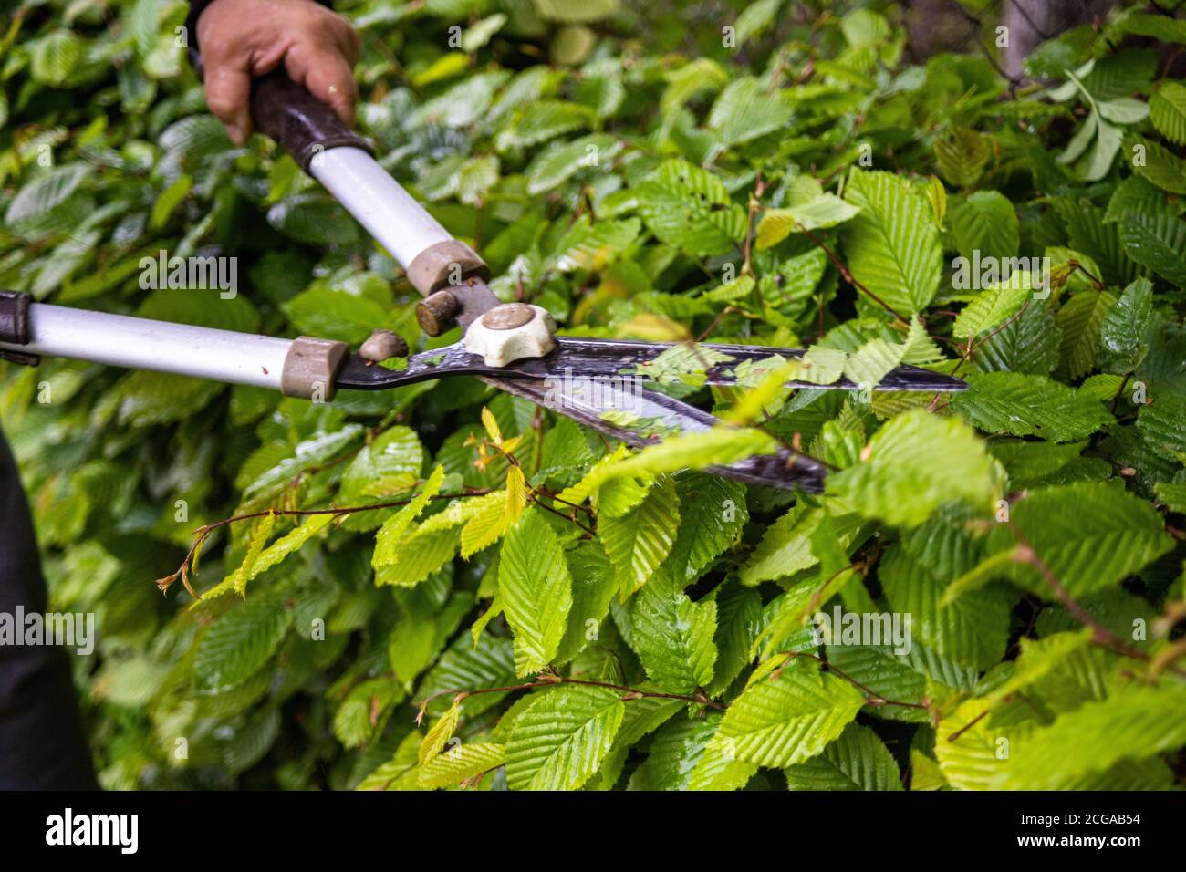 Garden scissors hand cut leaves on bushes. Formation of crown of ...