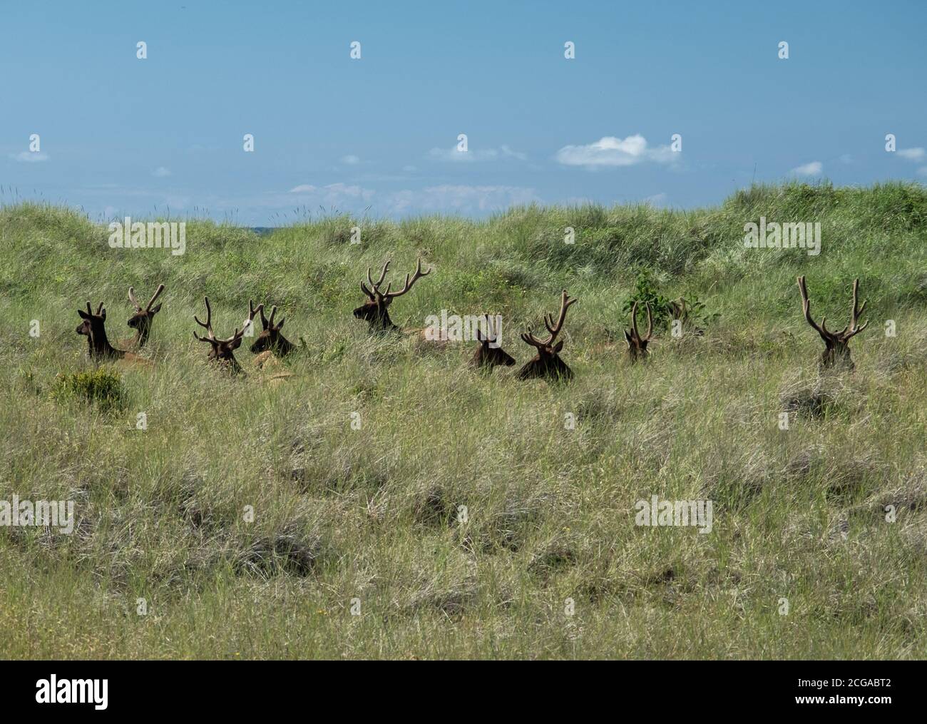 Shrubland animals hi-res stock photography and images - Alamy