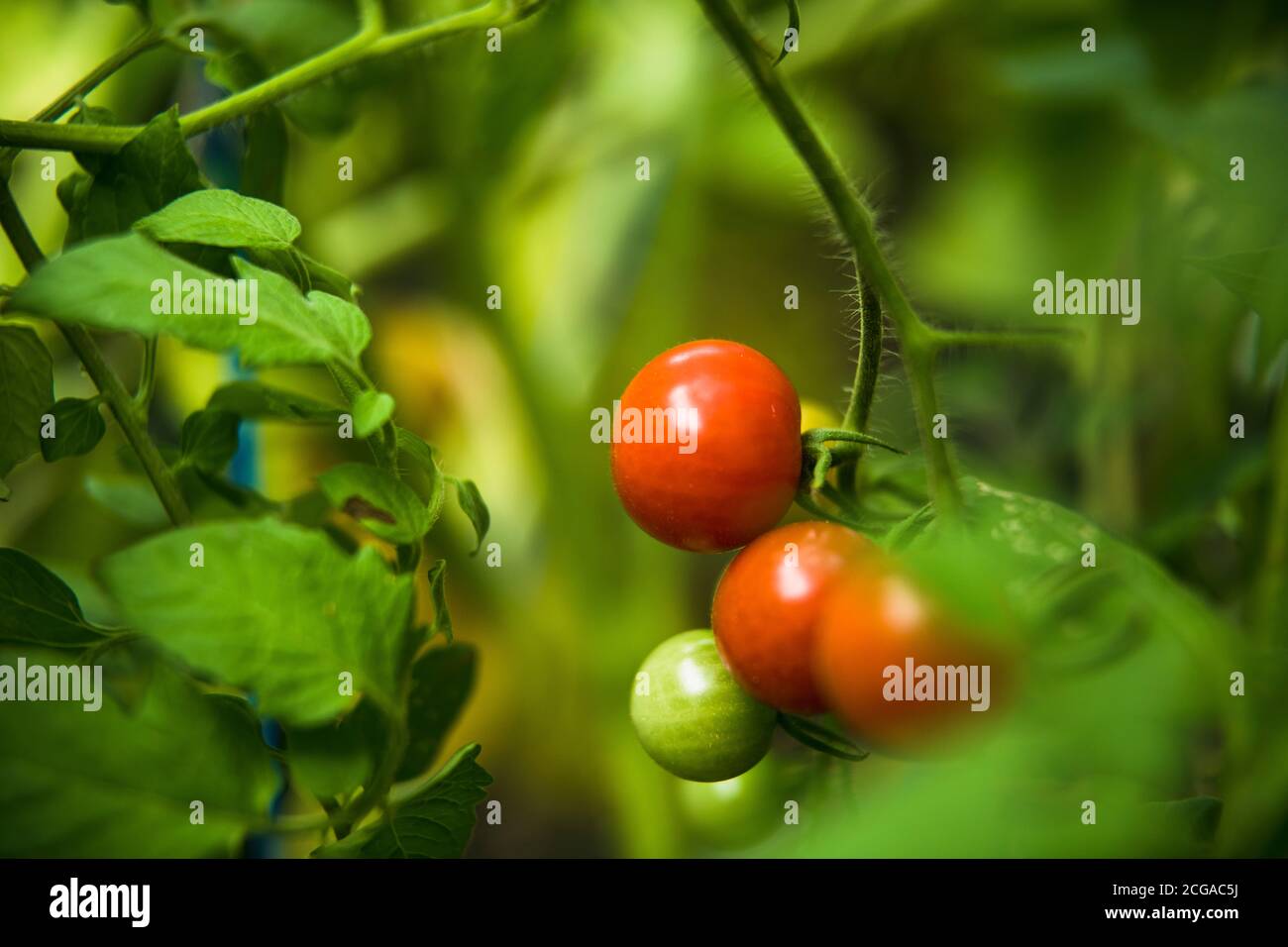 Garden Cherry Tomatoes Ripening on the Vine Macro Closeup Stock Photo ...