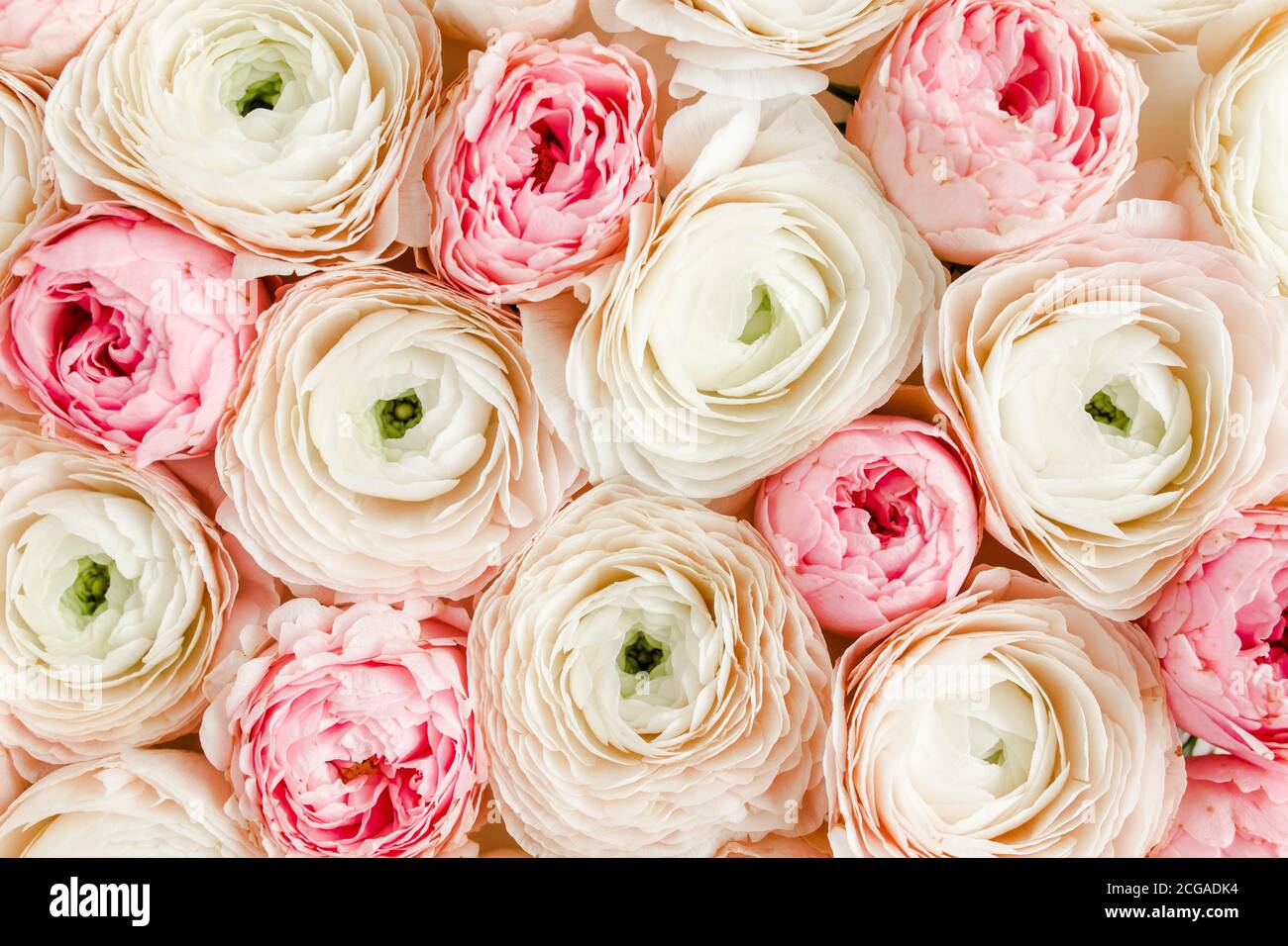 Bouquet, texture of pink ranunculus and roses flower close up. Flat lay ...