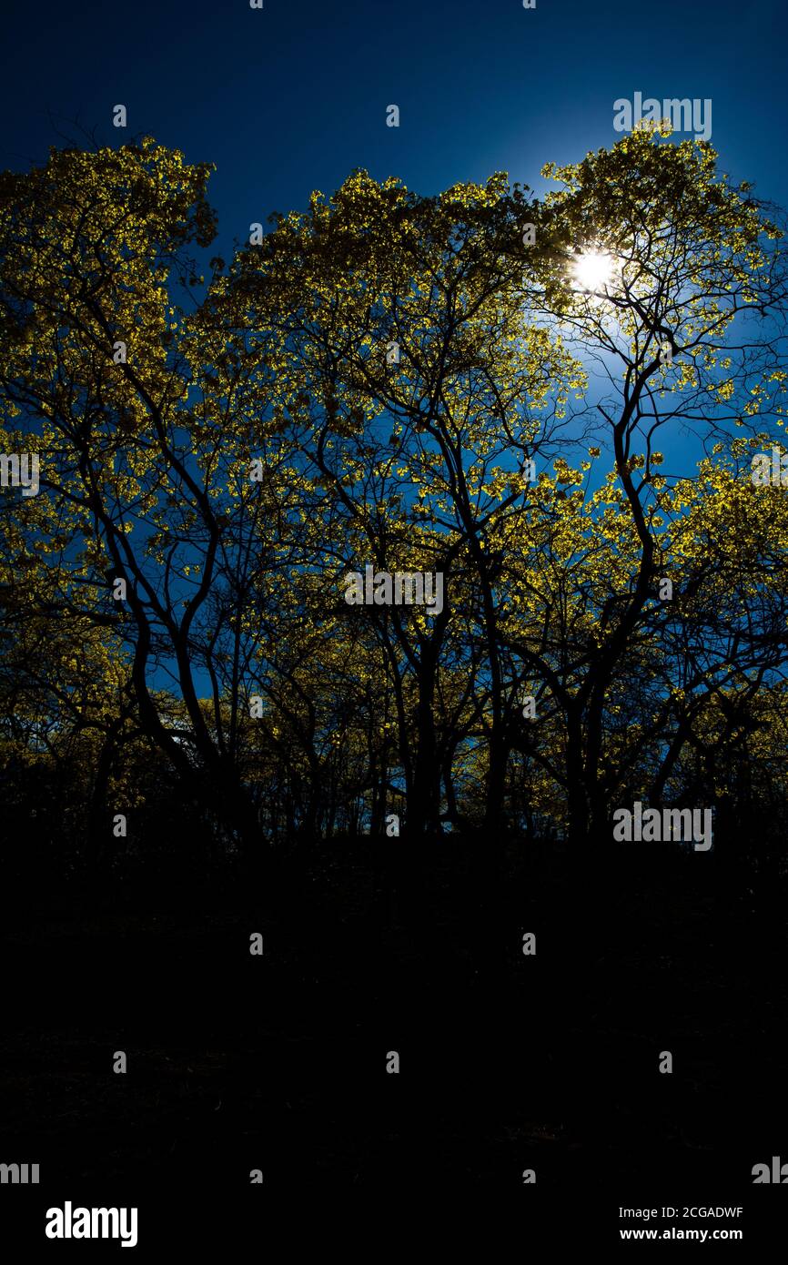 flowering yellow trees Ecuador Guayacanes Stock Photo - Alamy