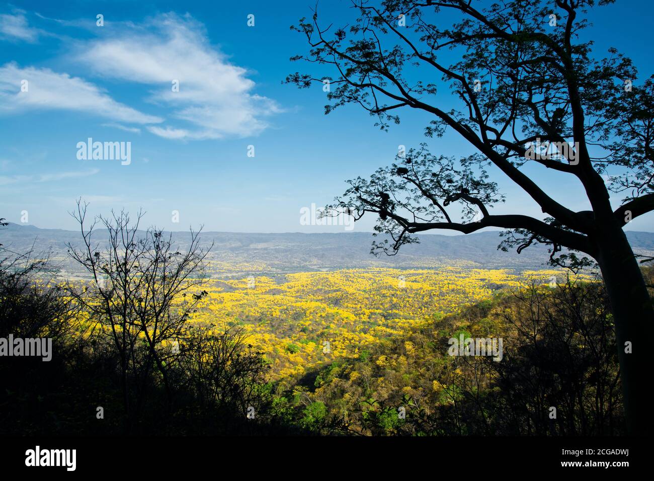 flowering yellow trees Ecuador Guayacanes Stock Photo - Alamy