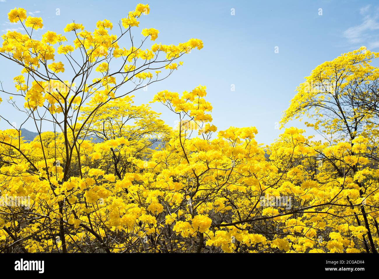 flowering yellow trees Ecuador Guayacanes Stock Photo - Alamy