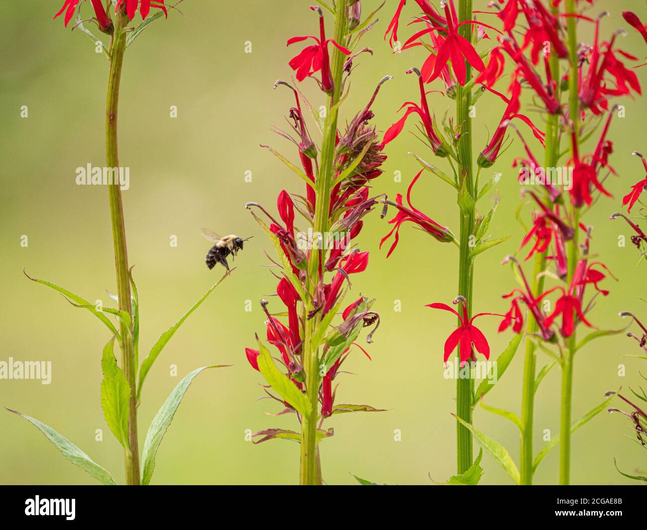 Cardinal in flight hi-res stock photography and images - Alamy