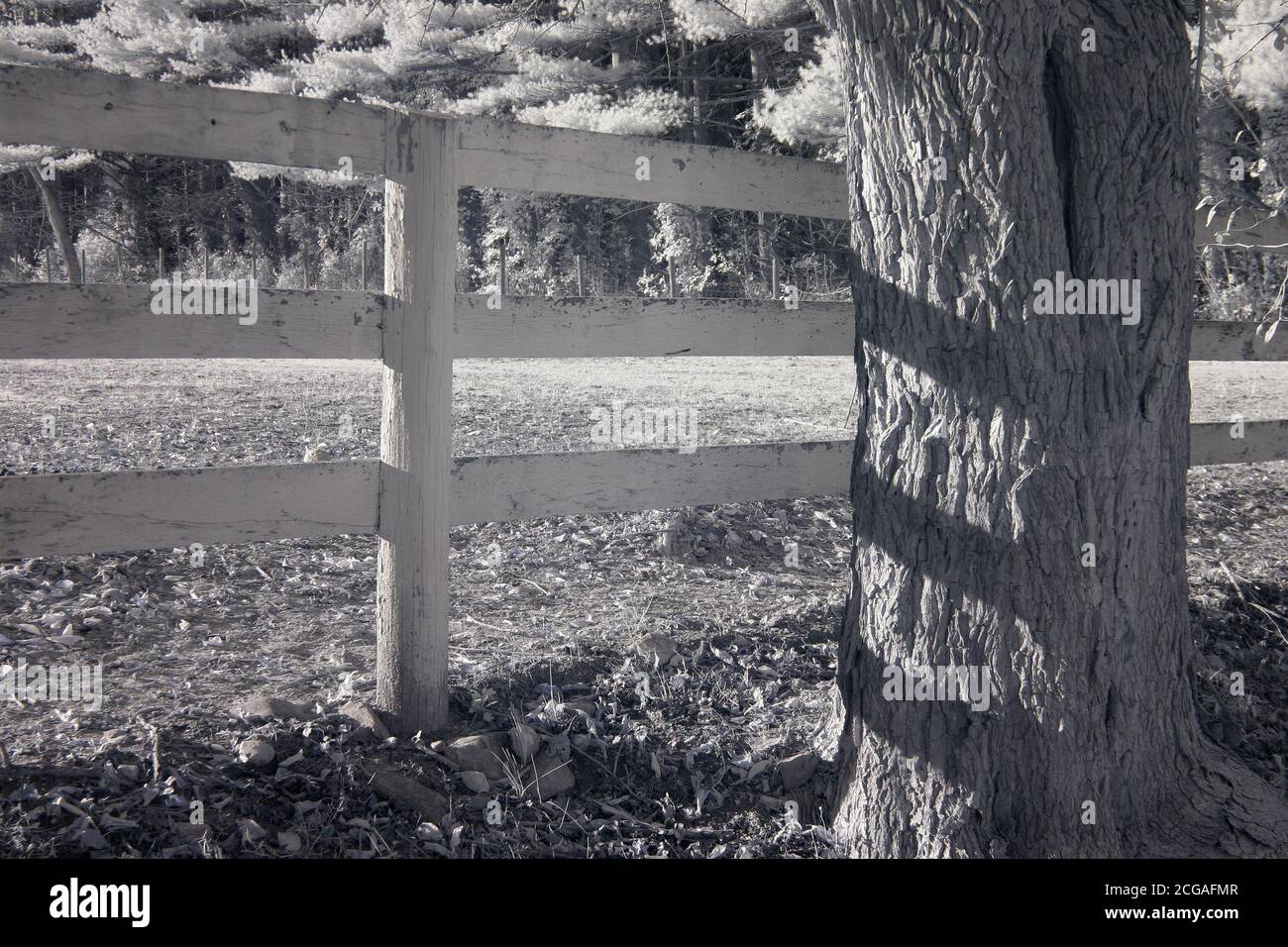 Tree overshadow High Resolution Stock Photography and Images - Alamy