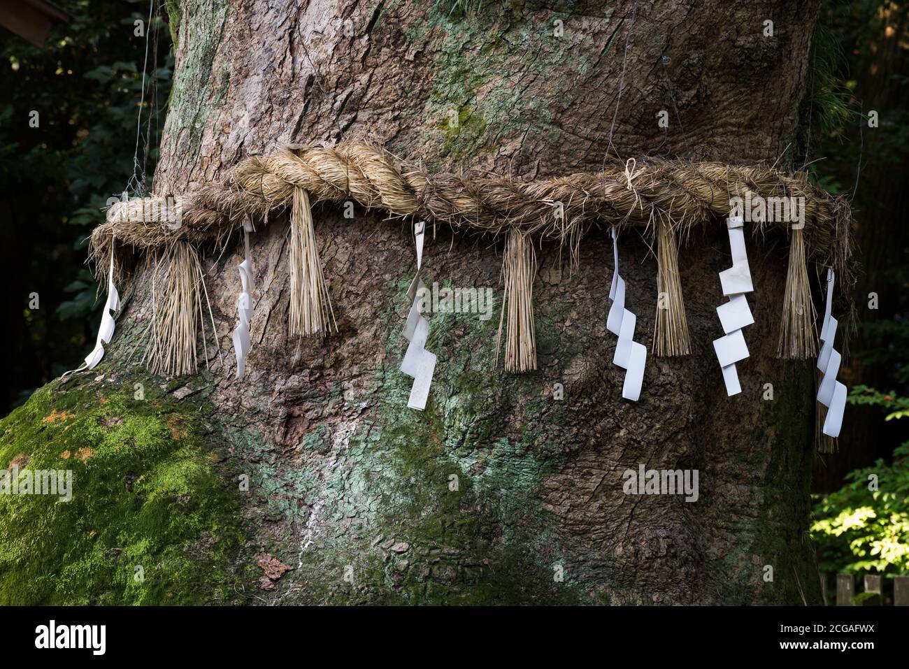 Shimenawa around a tree hi-res stock photography and images - Alamy