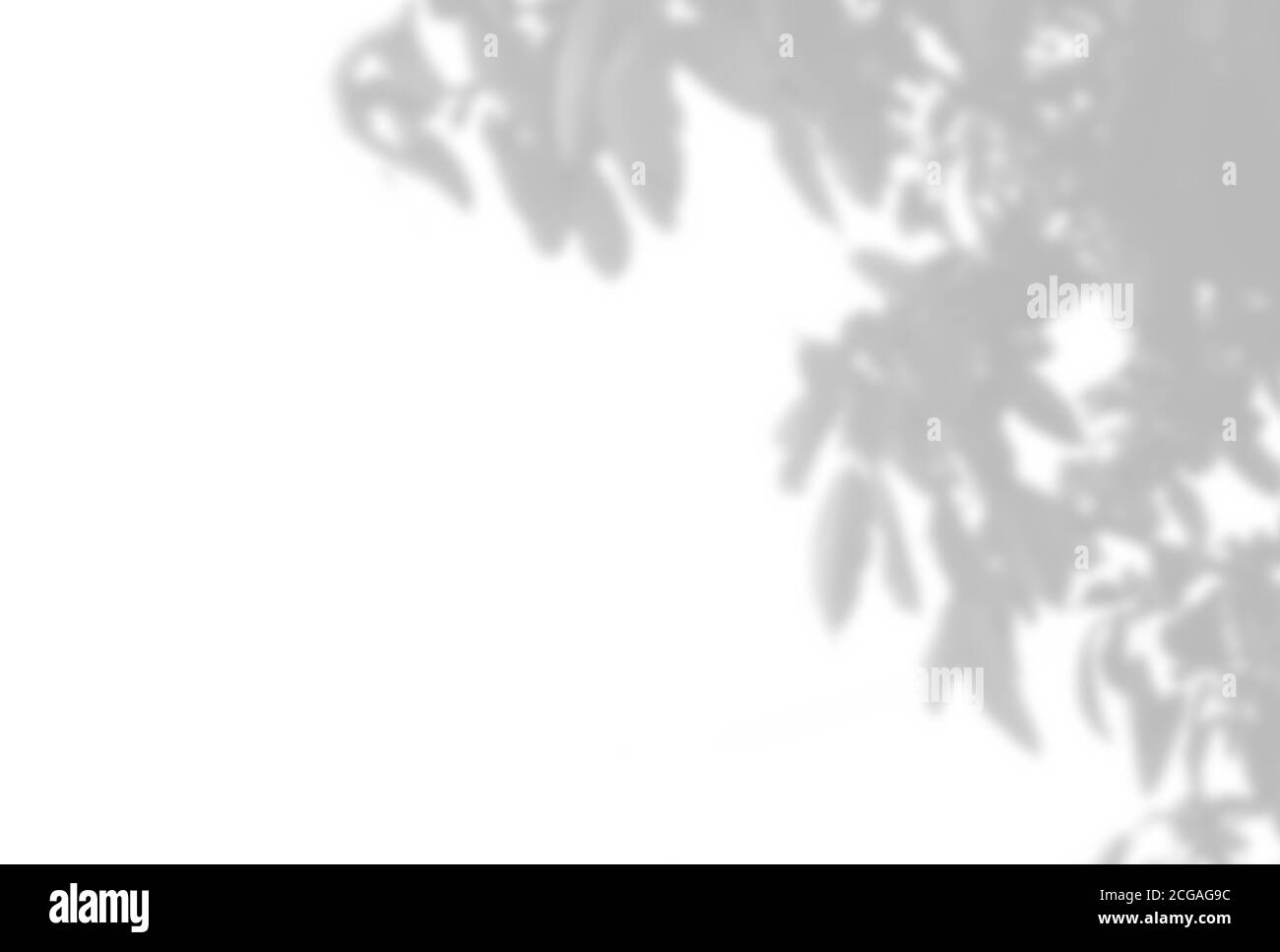 Summer background of plant shadows. Shadow of tree leaves on a white ...