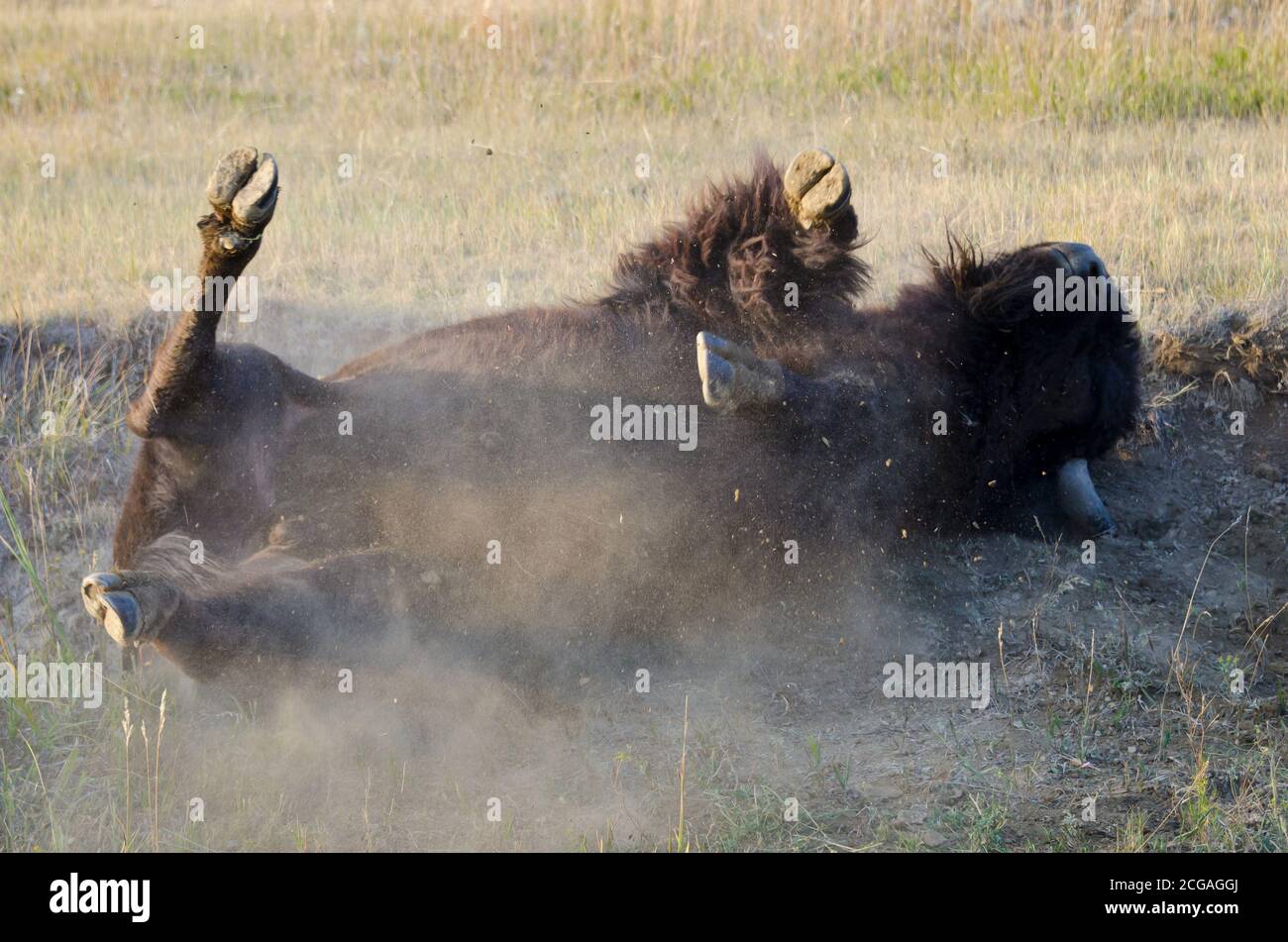 Bison rolling in the dirt to add dust to his skin to help keep insects ...