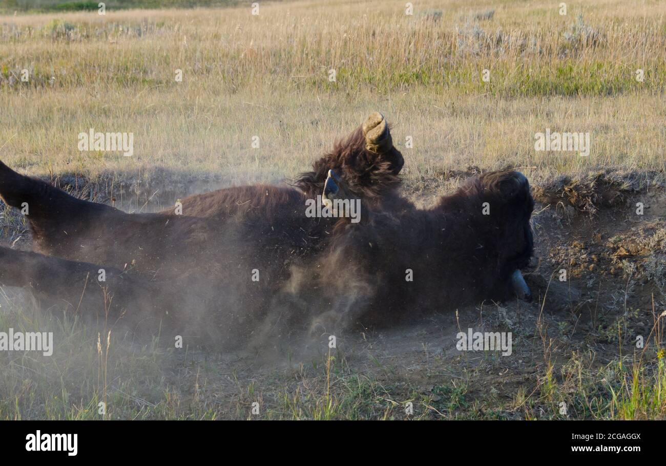 Bison rolling in the dirt to add dust to his skin to help keep insects ...