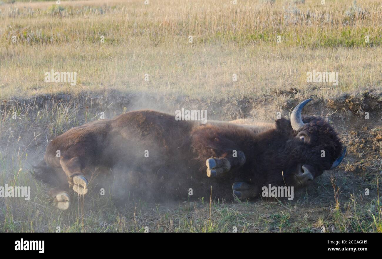 Bison rolling in the dirt to add dust to his skin to help keep insects ...