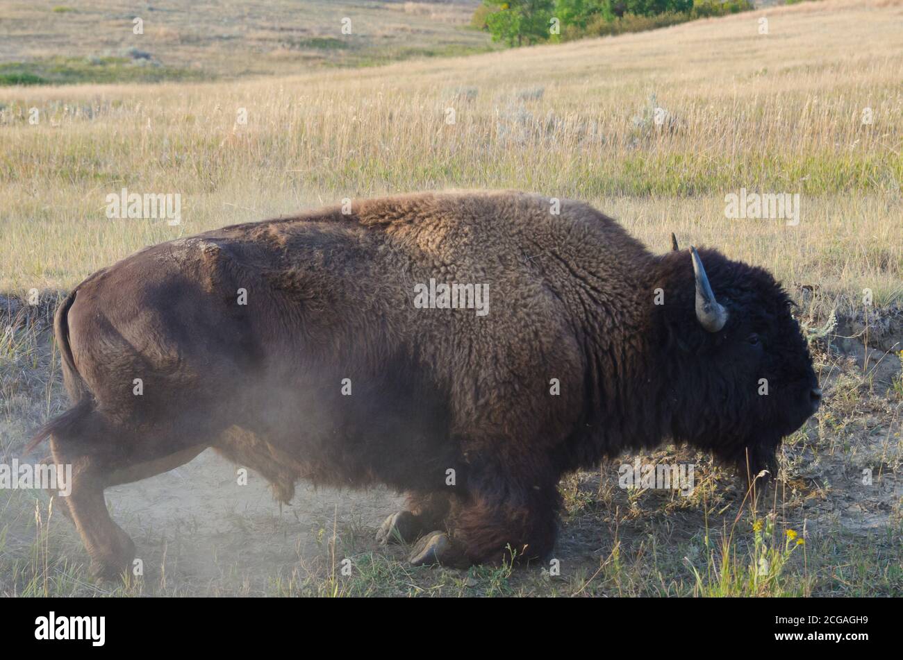 Badlands north dakota hi-res stock photography and images - Alamy