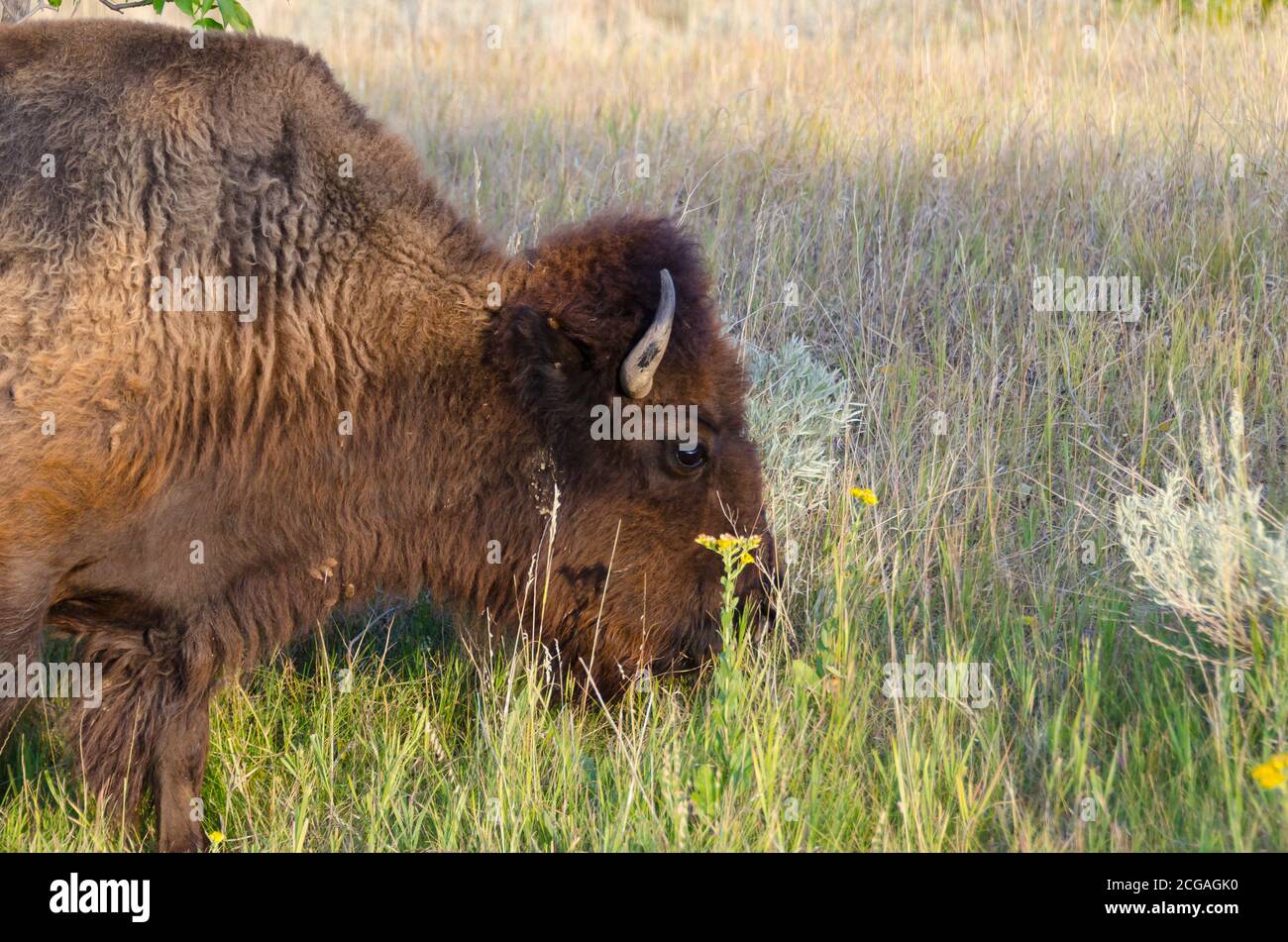 Theodore roosevelt national park animals hi-res stock photography and ...