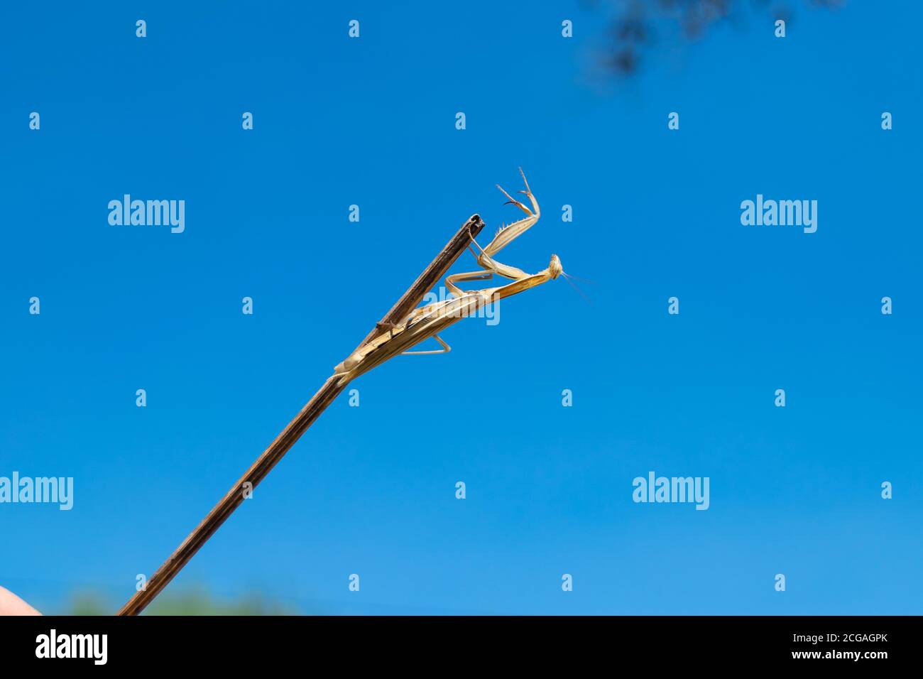 Praying mantis wood colored mimic Stock Photo - Alamy