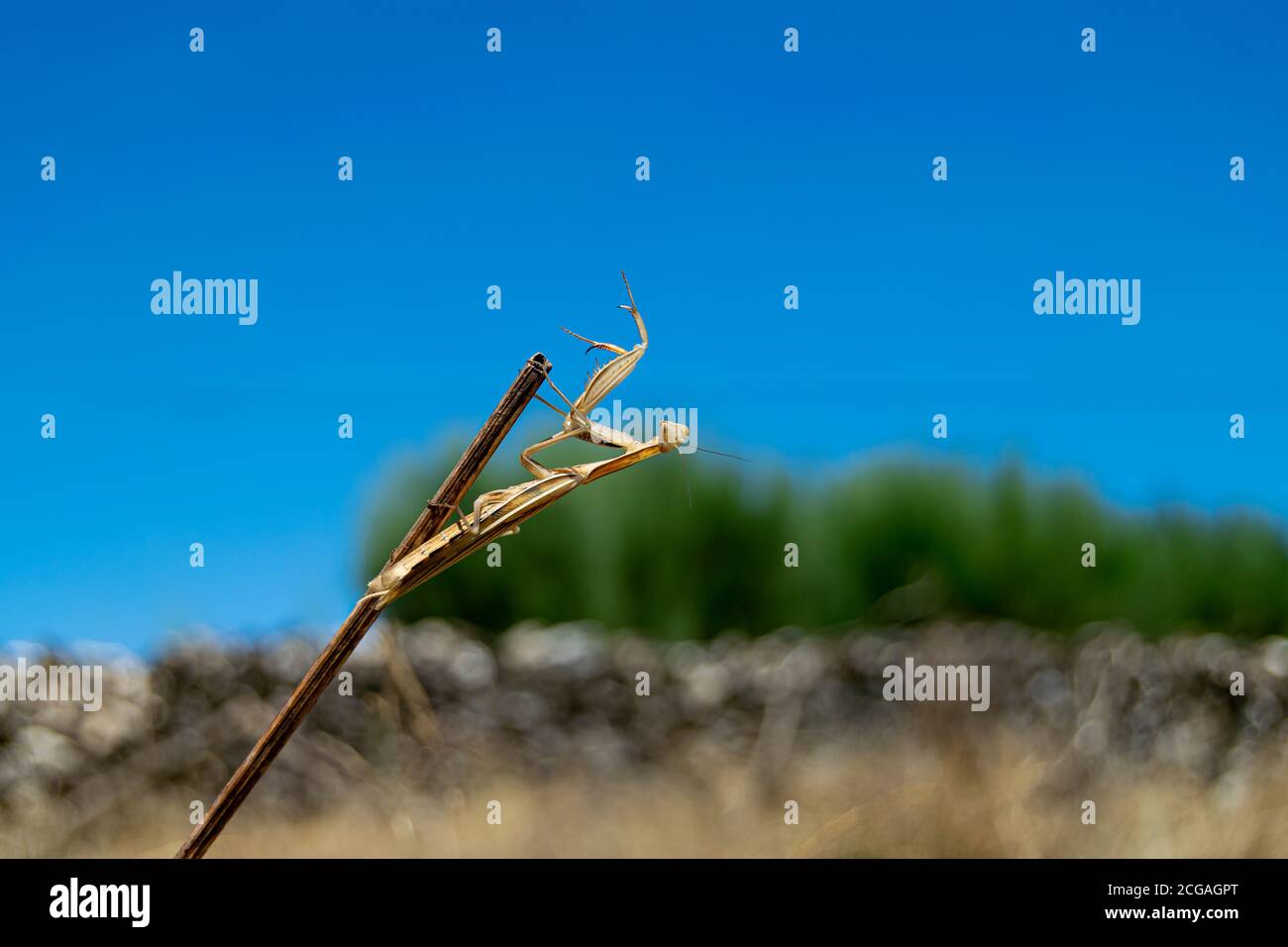 Praying mantis wood colored mimic Stock Photo - Alamy