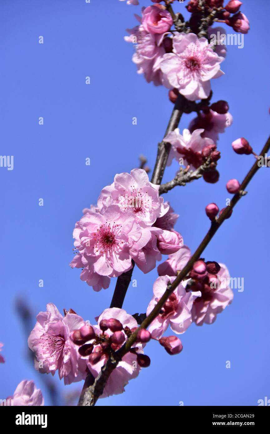 Pink Cherry Blossom Stock Photo - Alamy
