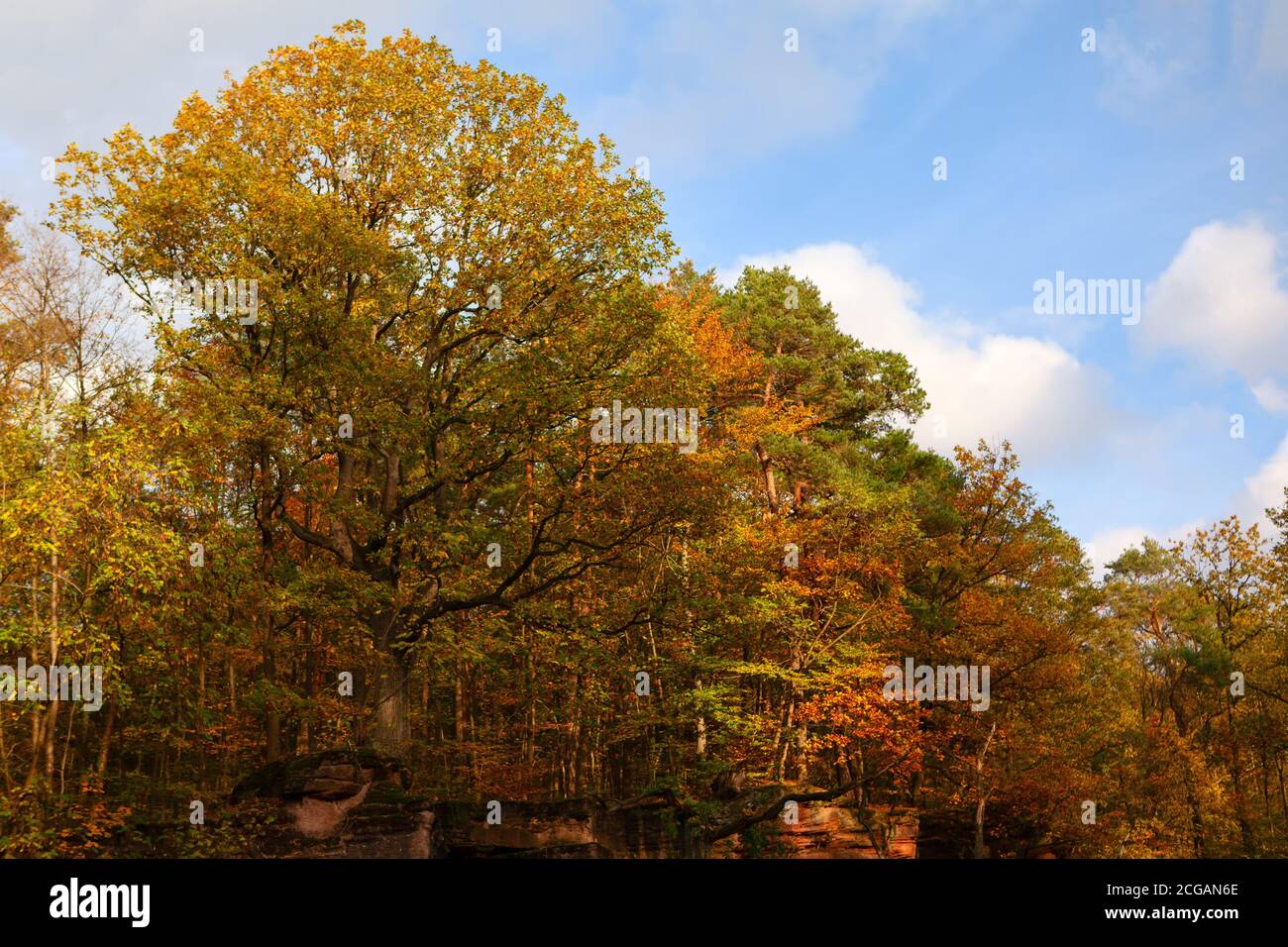 Orange colored tree in the fall Stock Photo - Alamy