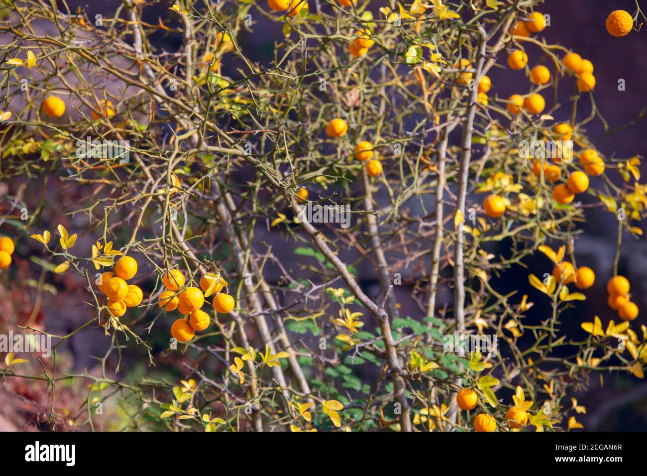 Lemon tree with fruits in the autumn Stock Photo - Alamy