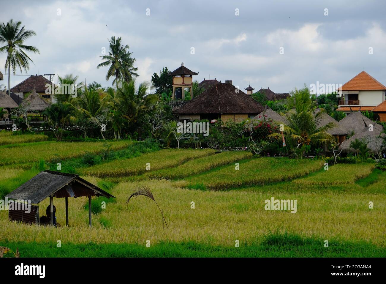 Bali Ubud Indonesia - Rice field shapes the landscape Stock Photo - Alamy