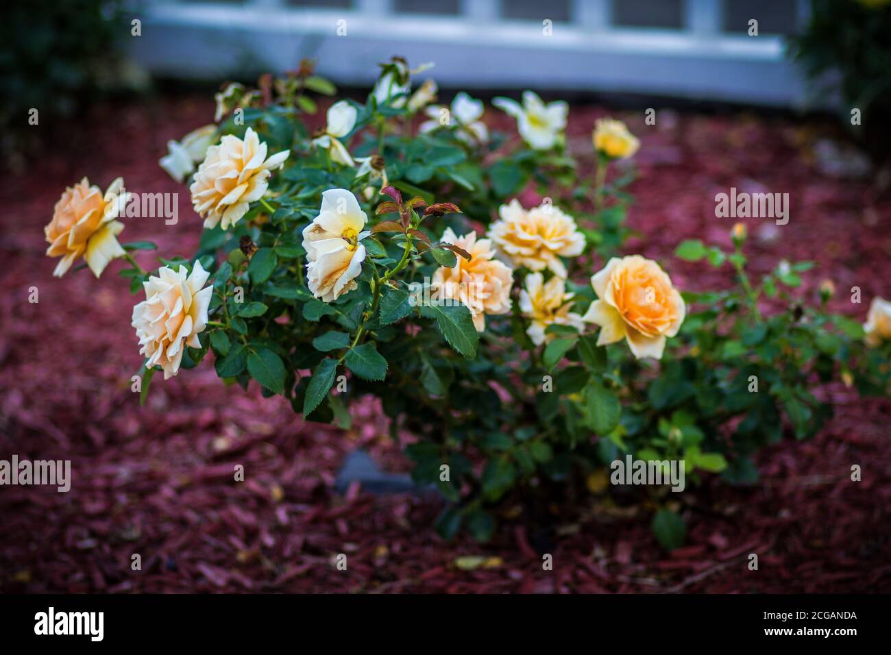 Beautiful Orange Golden Garden Roses Stock Photo - Alamy