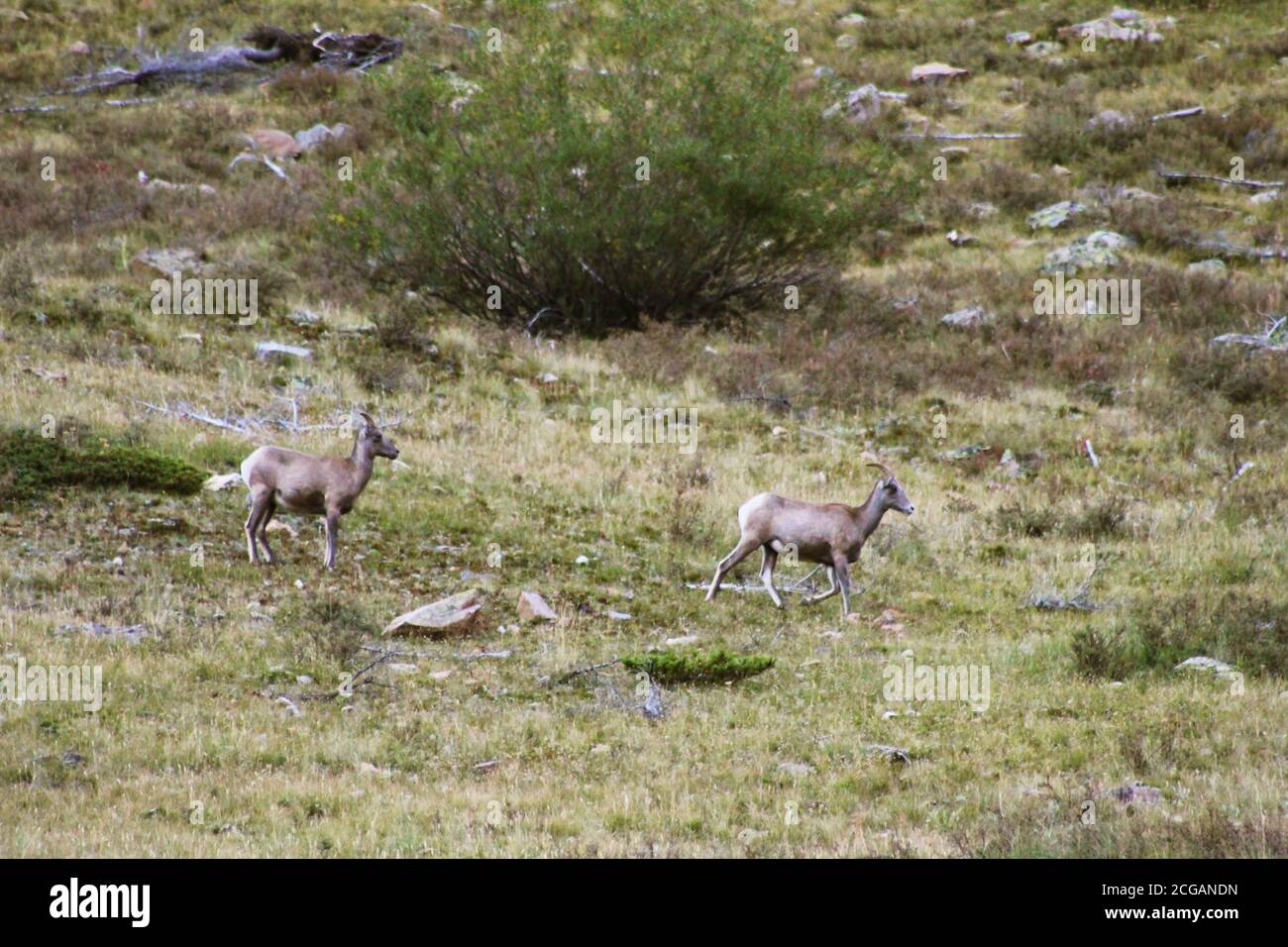 Young Bighorn Sheep On The Mountains in the San Isabel National Park in ...