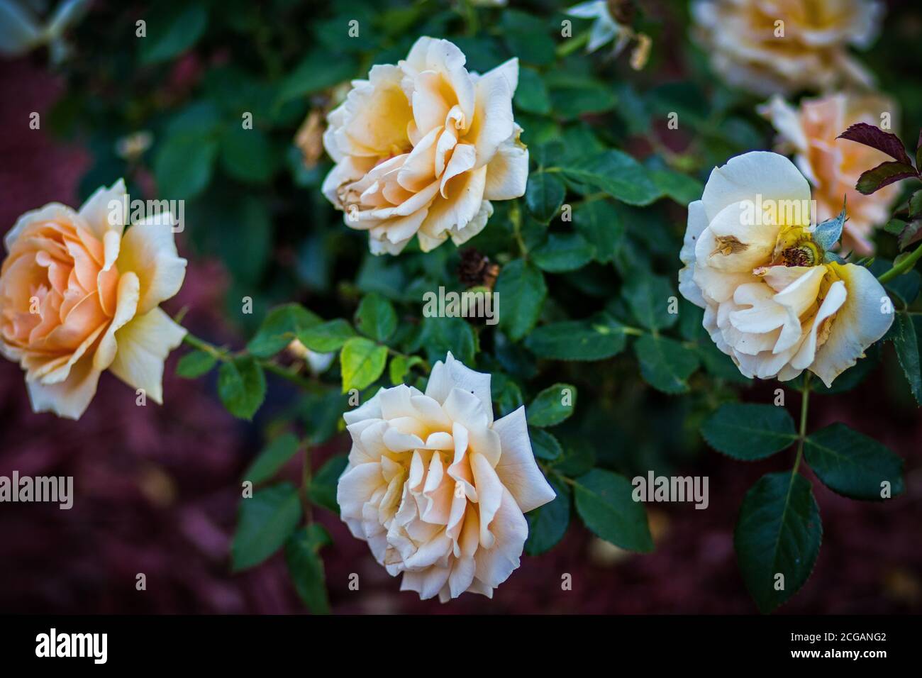 Golden roses hi-res stock photography and images - Alamy