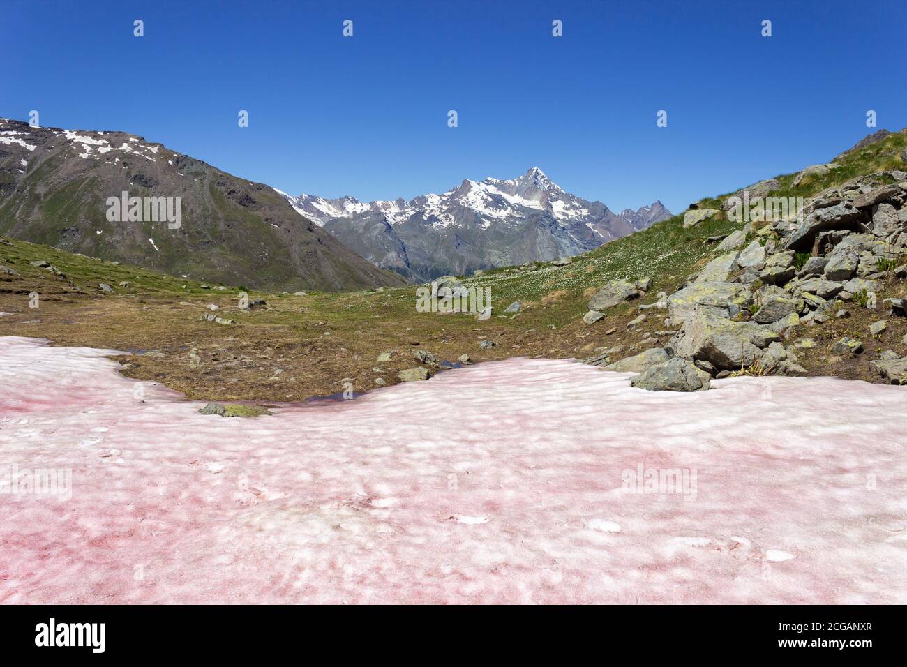 Chlamydomonas hi-res stock photography and images - Alamy