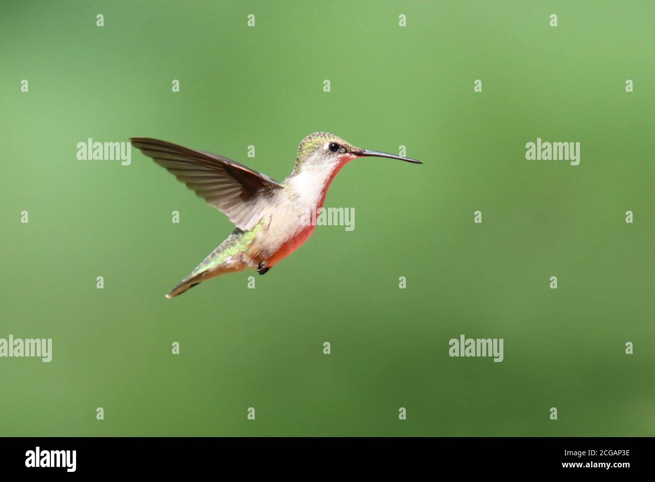 Ruby Throated Hummingbird Archilochus colubris flying in summer on a ...