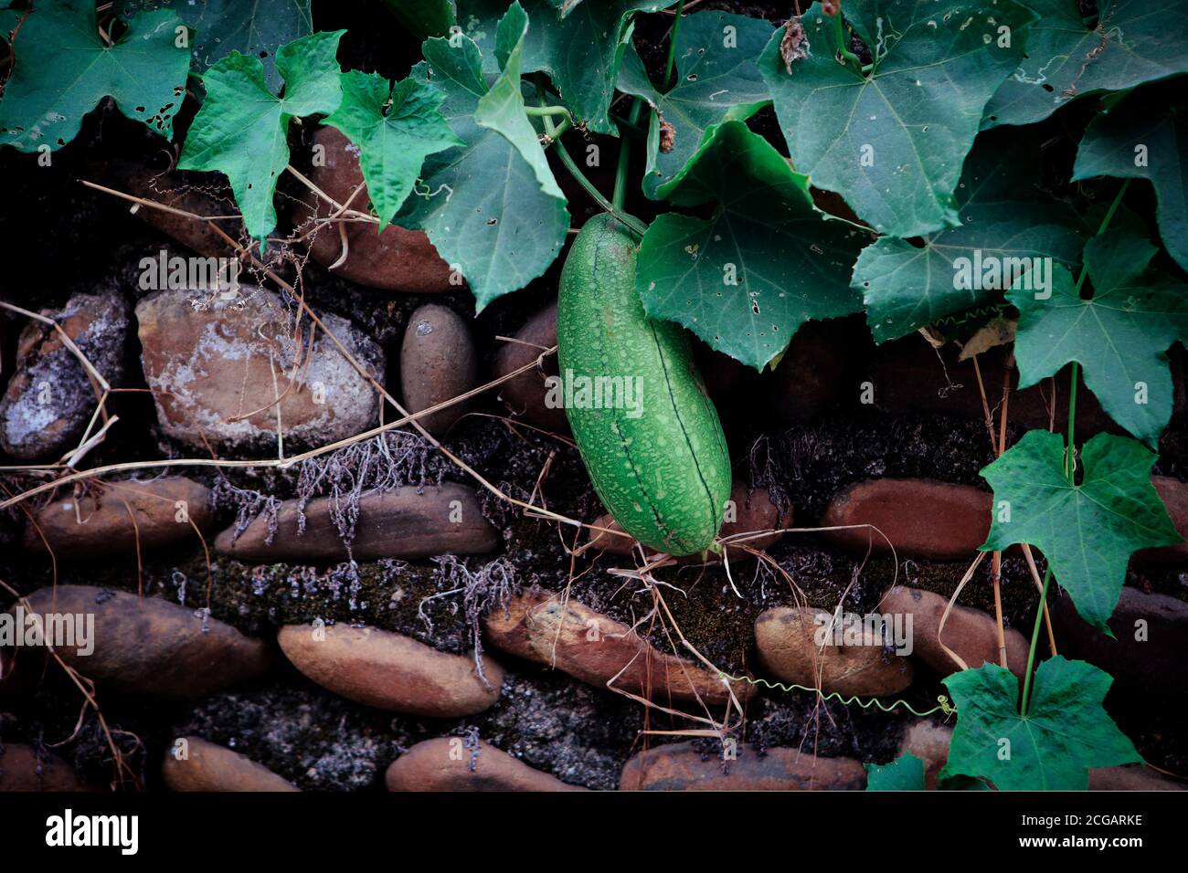 Towel gourd hi-res stock photography and images - Alamy