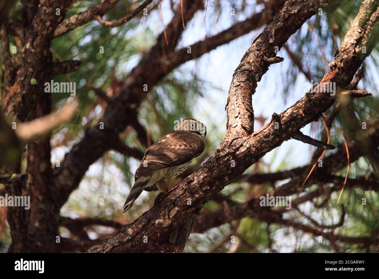 Juvenile light morph Red-tailed hawk Buteo jamaicensis eats a blue jay ...