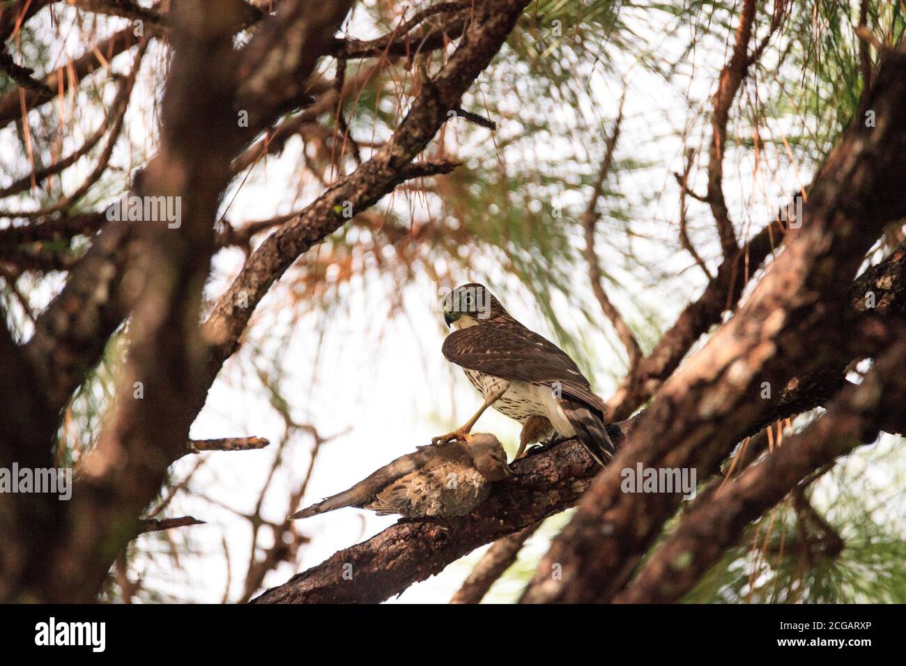 Juvenile light morph Red-tailed hawk Buteo jamaicensis eats a blue jay ...