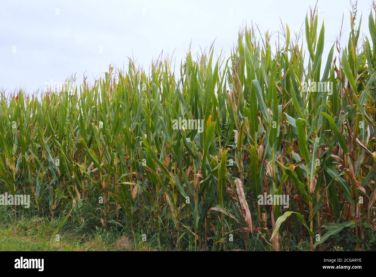 Tall corn hi-res stock photography and images - Alamy