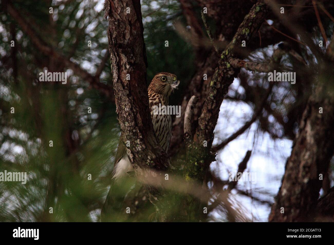 Juvenile light morph Red-tailed hawk Buteo jamaicensis eats a blue jay ...