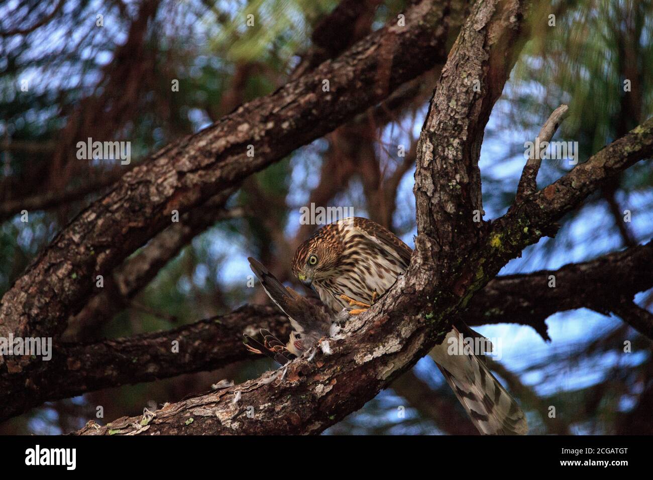 Juvenile light morph Red-tailed hawk Buteo jamaicensis eats a blue jay ...