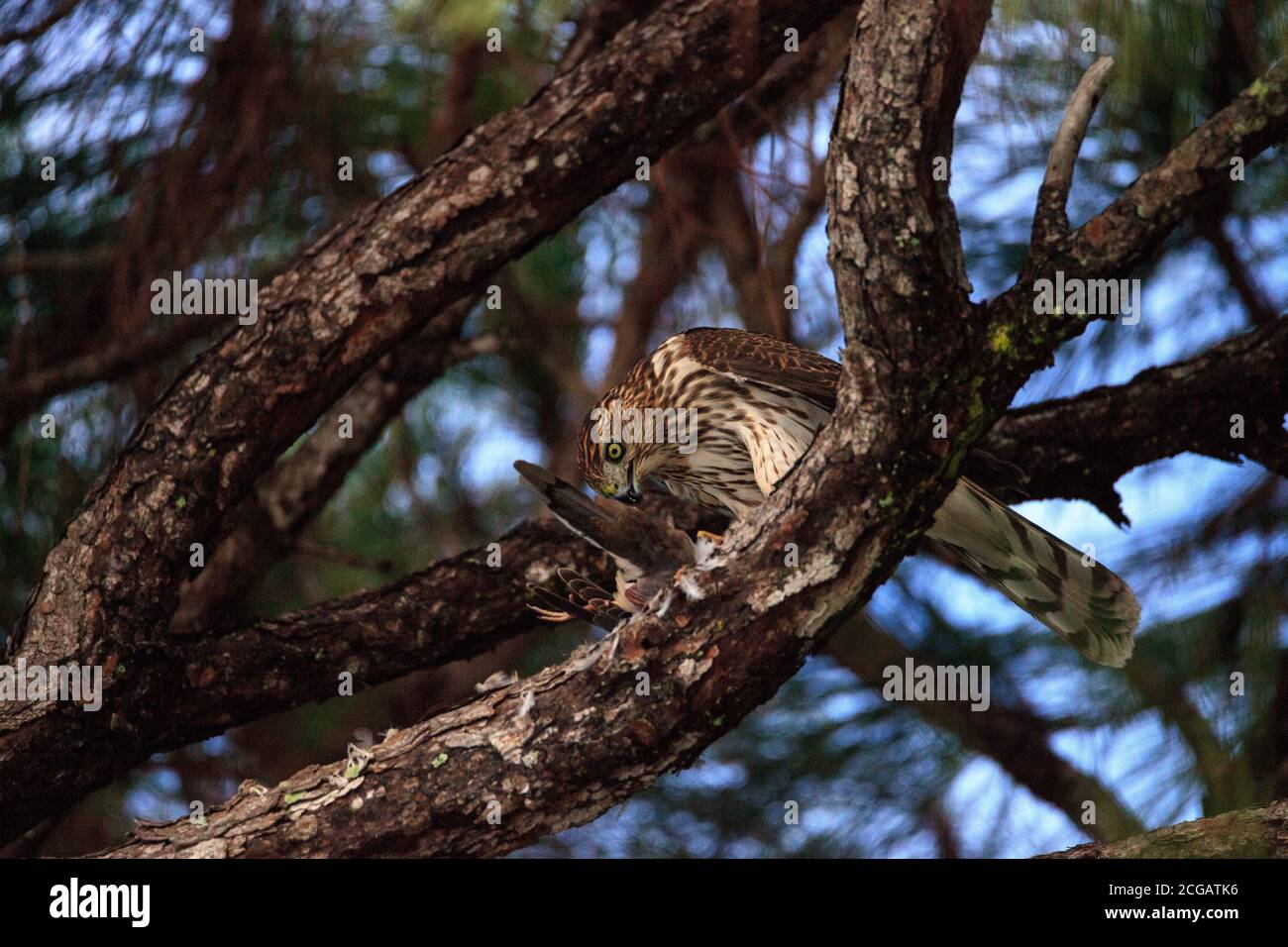 Juvenile light morph Red-tailed hawk Buteo jamaicensis eats a blue jay ...