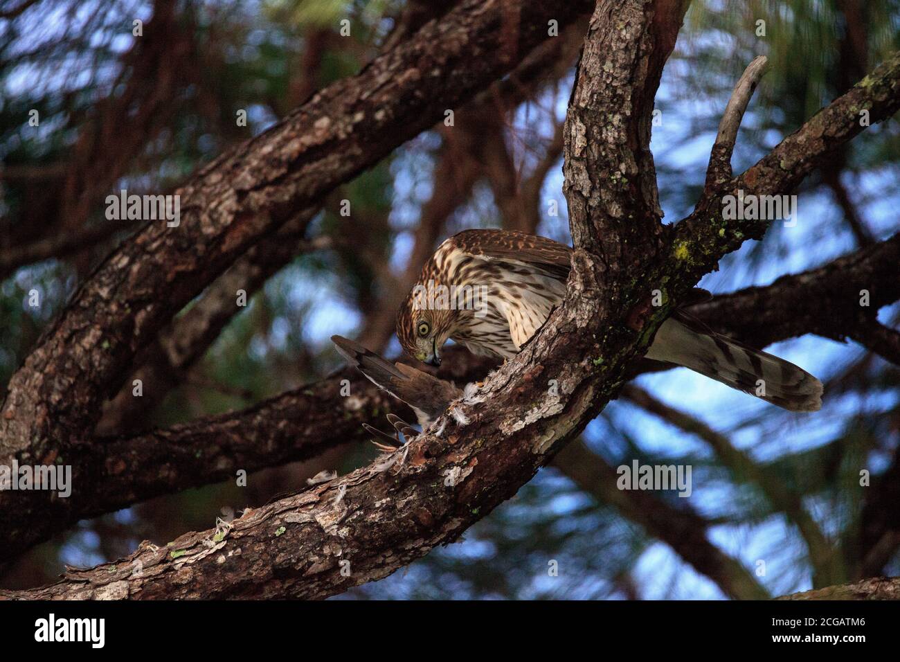 Juvenile light morph Red-tailed hawk Buteo jamaicensis eats a blue jay ...