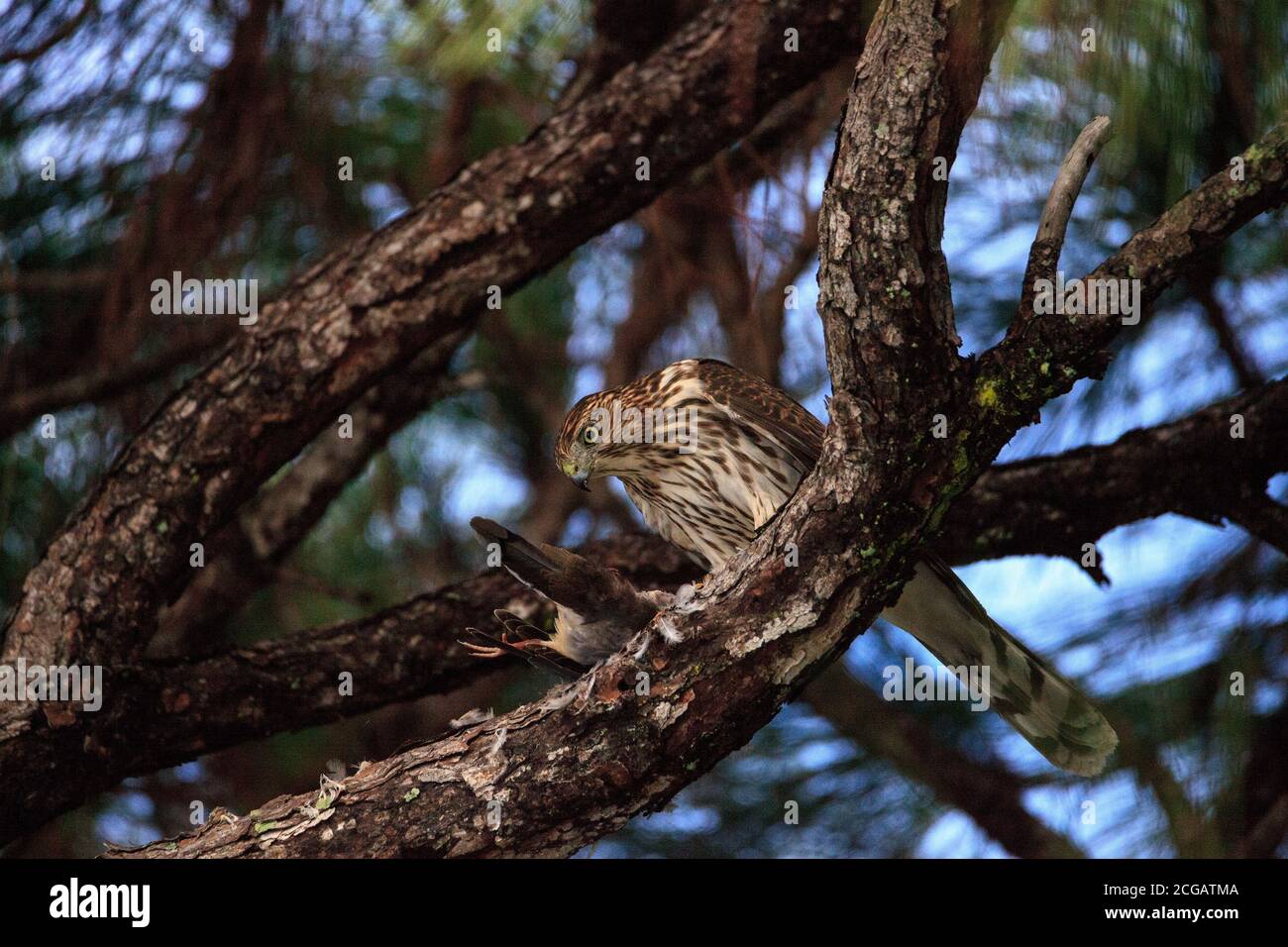 Juvenile light morph Red-tailed hawk Buteo jamaicensis eats a blue jay ...
